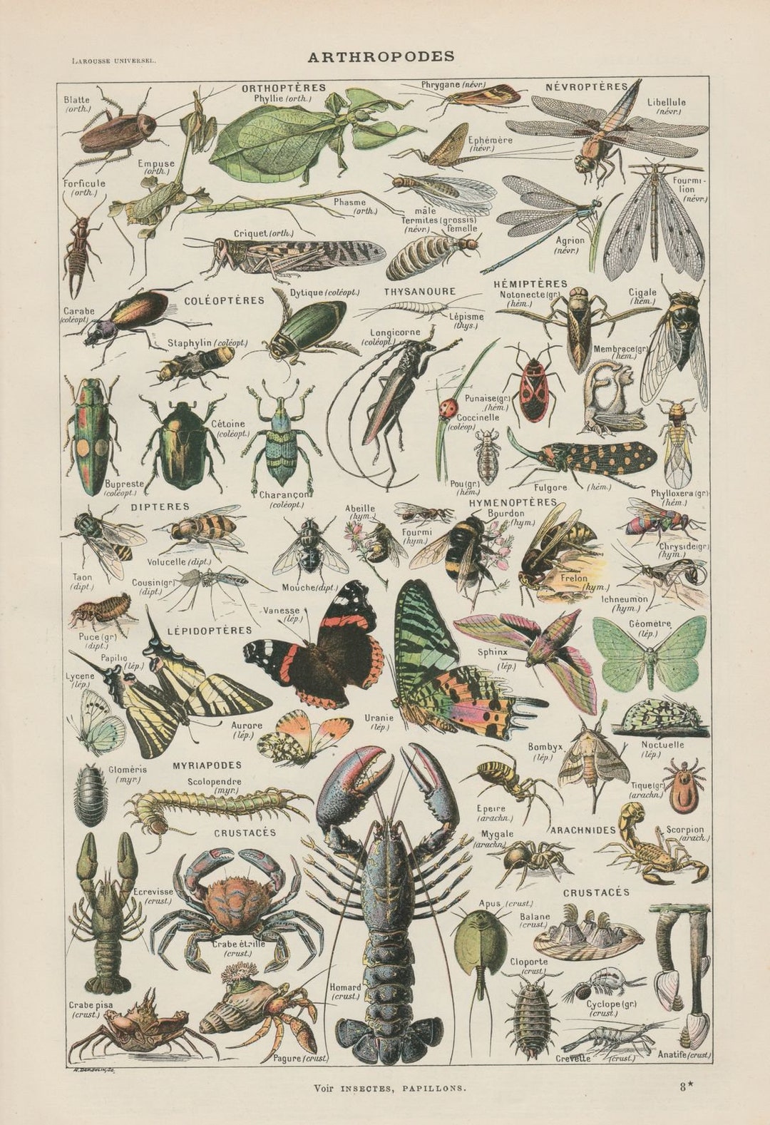 Arthropods Decoration of Crayfish, Locust, Fly, Sphinx Original Old ...