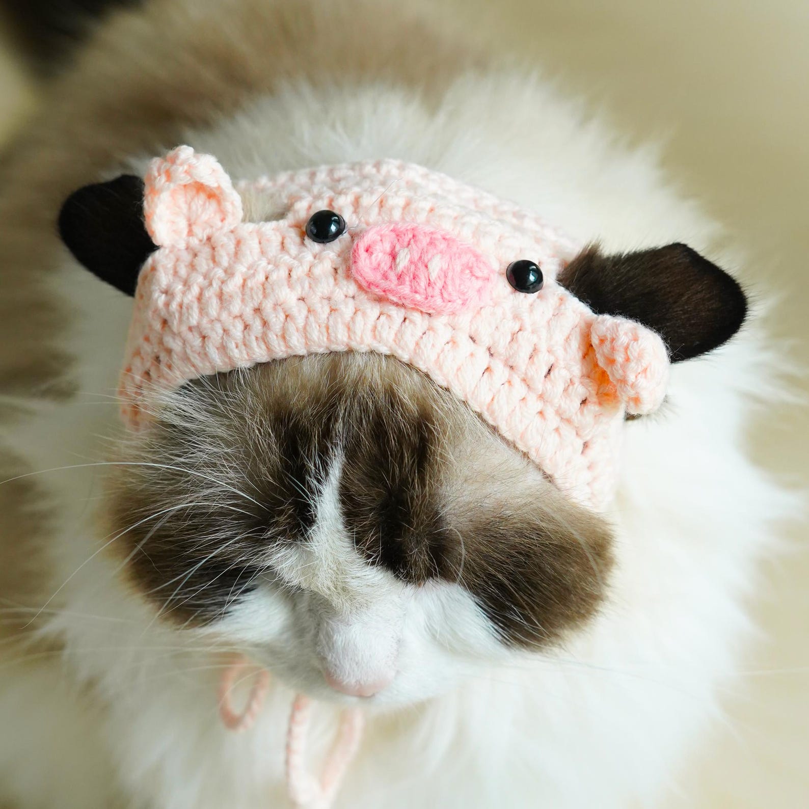 Adorable Crochet Pig Hat for Pets-customizable Handmade Piggy Costume ...