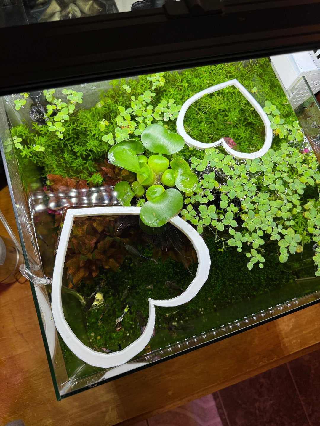 Heart Shaped Floating Floater Feeding Rings for Aquarium/fish Tank - Etsy