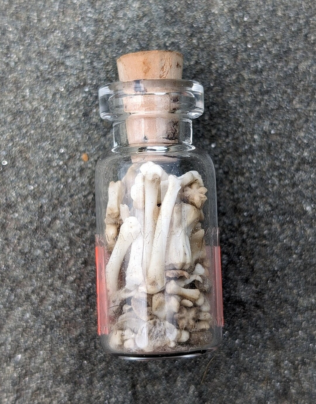 Teeny Tiny Bones Curiosity Jar, 1.5 Tall, Ethically Foraged From Owl ...