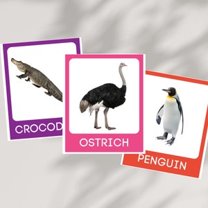 Animal Flash Cards, Pet Farm Animal Flashcards, Zoo Jungle Animals, Sea ...