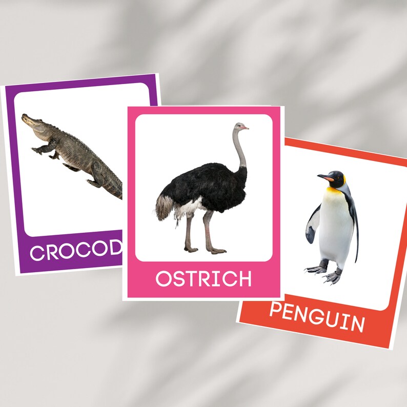 Animal Flash Cards, Pet Farm Animal Flashcards, Zoo Jungle Animals, Sea ...