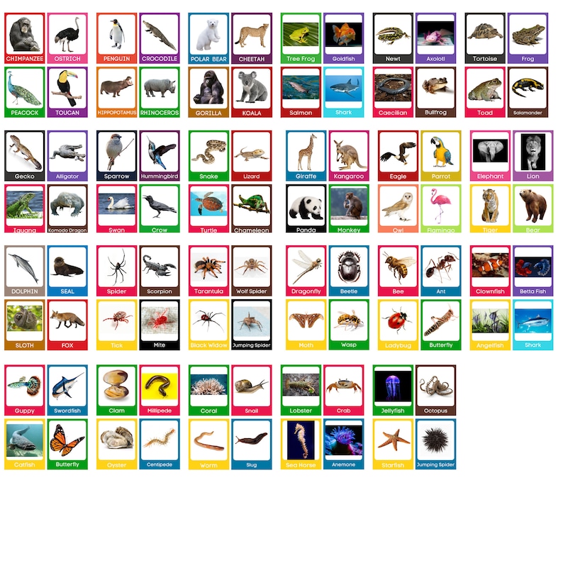 Animal Flash Cards, Pet Farm Animal Flashcards, Zoo Jungle Animals, Sea ...