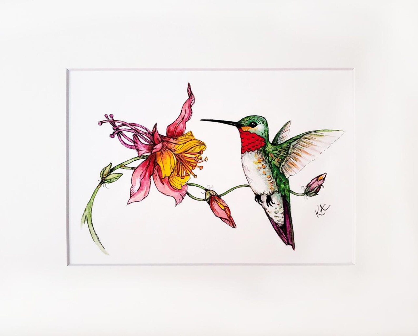 Hummingbird and Columbine Flower High-quality Archival 5x7 Giclée Print ...