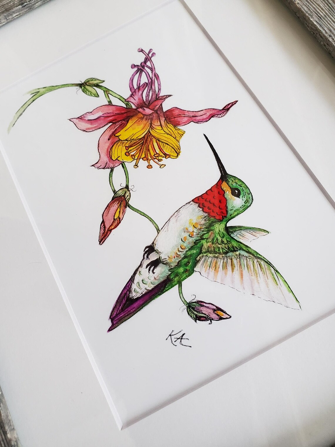 Hummingbird and Columbine Flower High-quality Archival 5x7 Giclée Print ...