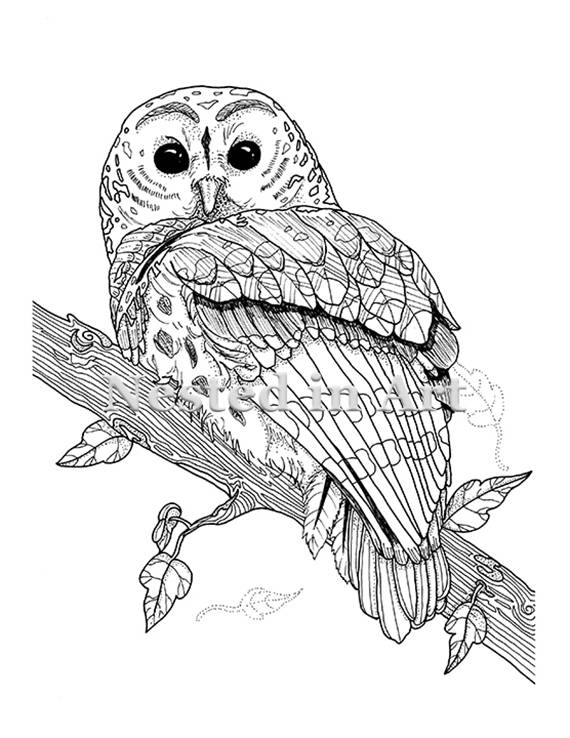 Adult Coloring Page - Barred Owl Digital Download - Etsy