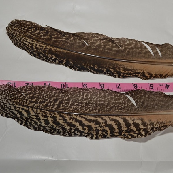 Brown Feathers - Etsy