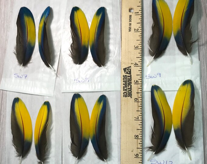 Scarlet Macaw Wing Cover Feathers, Book Matched Pair, 2 Pieces 4 ...