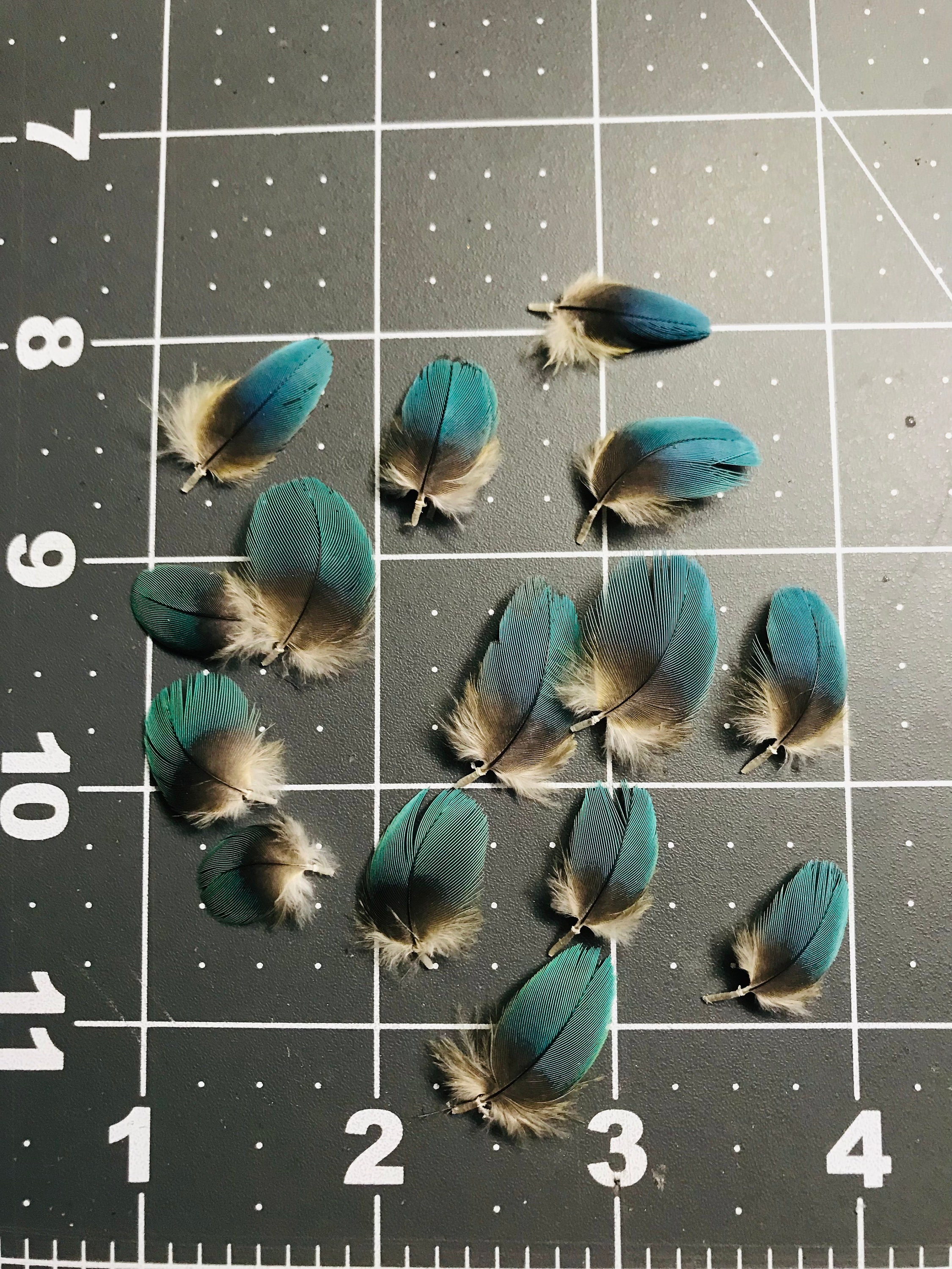 Tiny Feathers, 15 Tiny Blue Macaw Feathers Under 1 Inch for Crafting ...