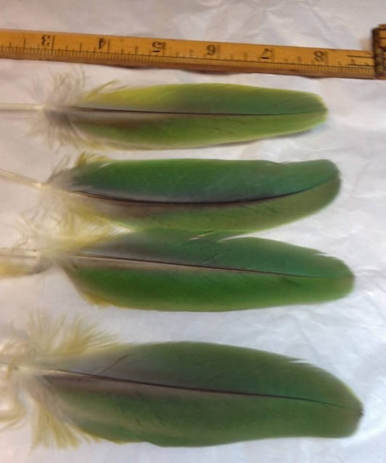 Green Amazon Parrot Wing Feathers for Crafting, 4 Pieces, 4-5" Length ...