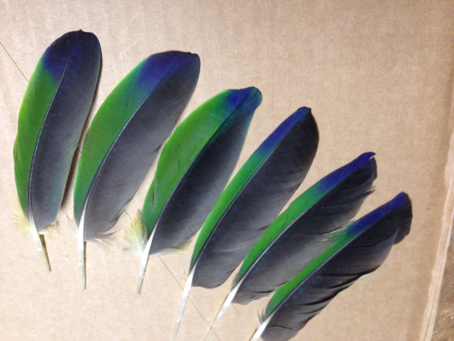 Plumas de ala de loro amazónico para la elaboración, 6 piezas, 4-6 ...