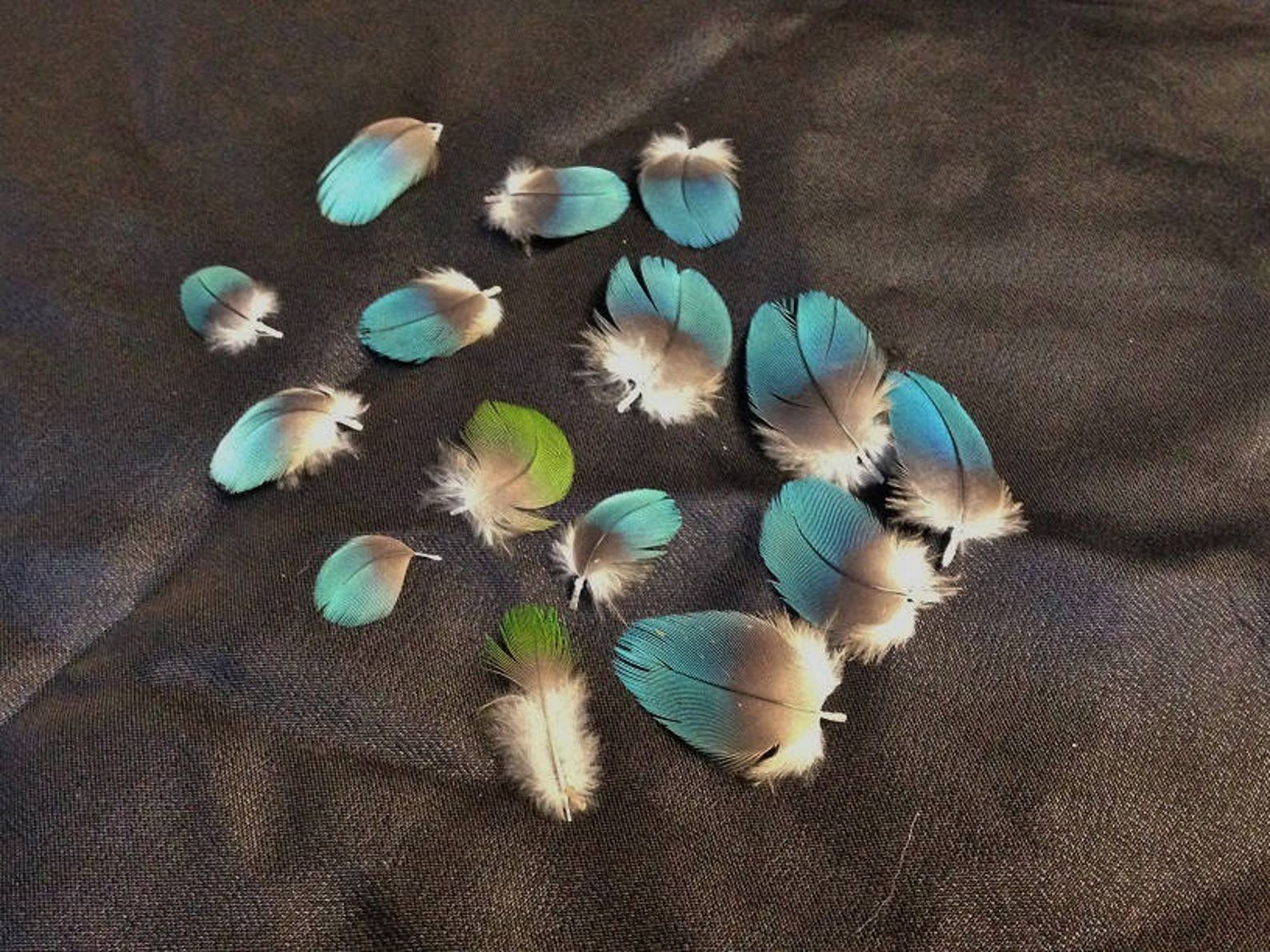 Tiny Feathers 15 Tiny Blue Macaw Feathers Under 1 Inch for - Etsy