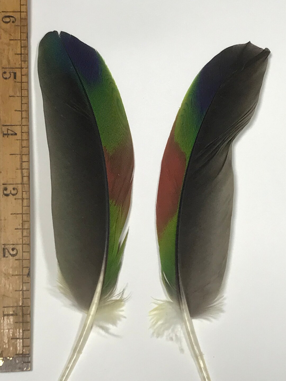 Amazon Parrot Wing Feathers, Left and Right, 2 Pieces 5" Length, for ...