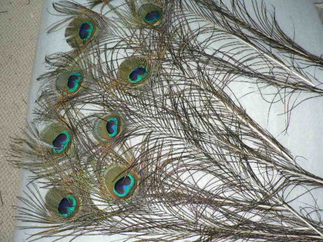 EYE FEATHERS, Beautiful Peacock Eye Feathers, 10 Crafting Feathers, 3 ...