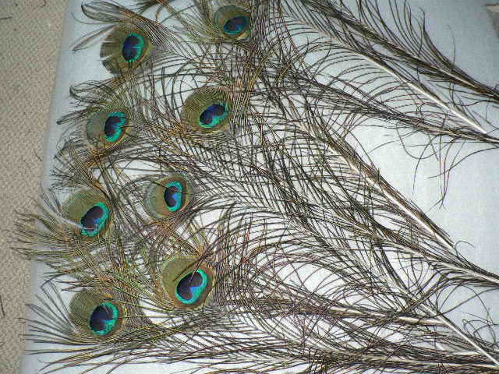 EYE FEATHERS Beautiful Peacock Eye Feathers 10 Crafting - Etsy