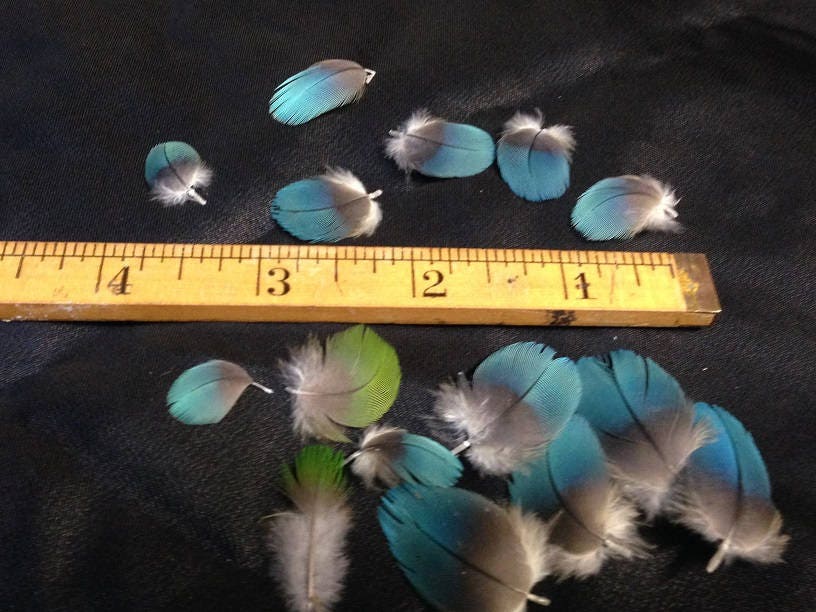 Tiny Feathers, 15 Tiny Blue Macaw Feathers Under 1 Inch for Crafting ...