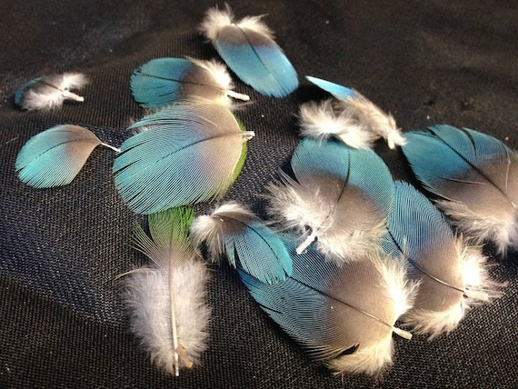 Tiny Feathers 15 Tiny Blue Macaw Feathers Under 1 Inch for - Etsy
