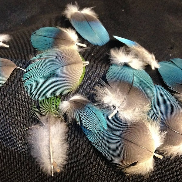 Tiny Feathers - Etsy