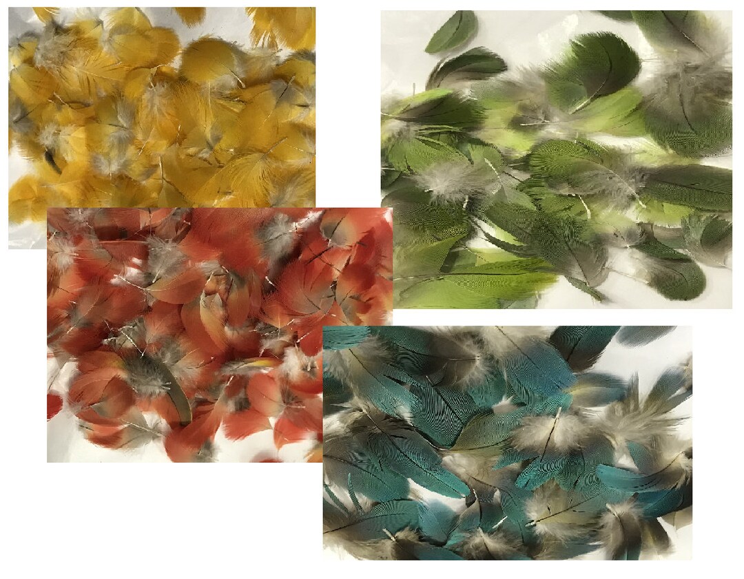 Macaw Feathers and Parrot Feathers for Feather Working, 40 Pieces, 1 ...
