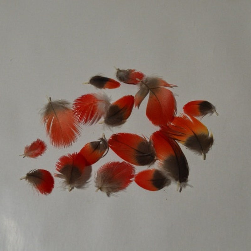 Red Feathers - Etsy