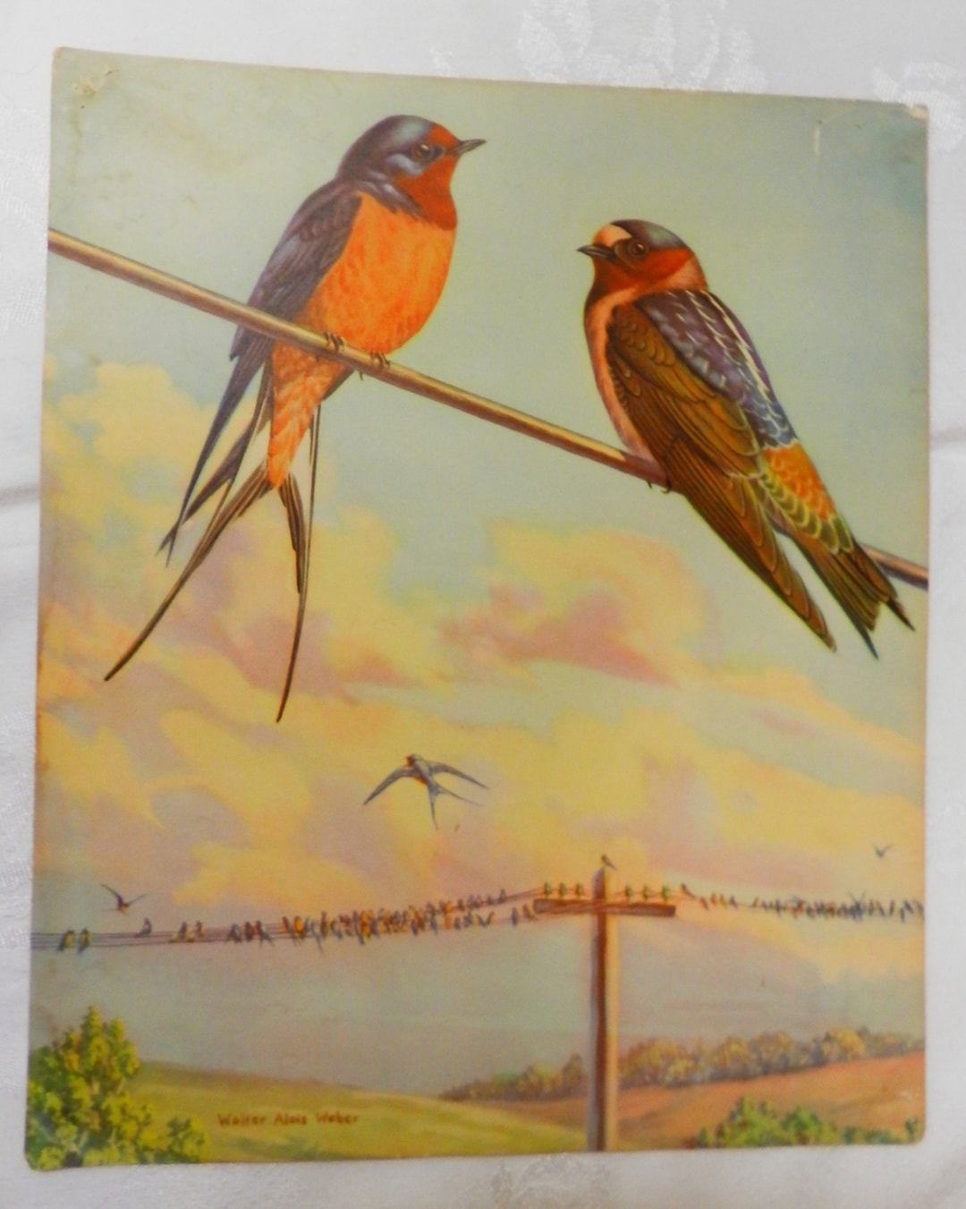 1930's Rare Walter Alois Weber Bird Print Showing Cliff Swallow, Barn ...