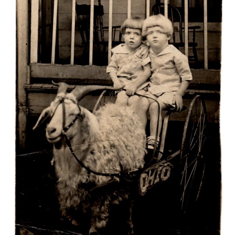 Goat Cart - Etsy