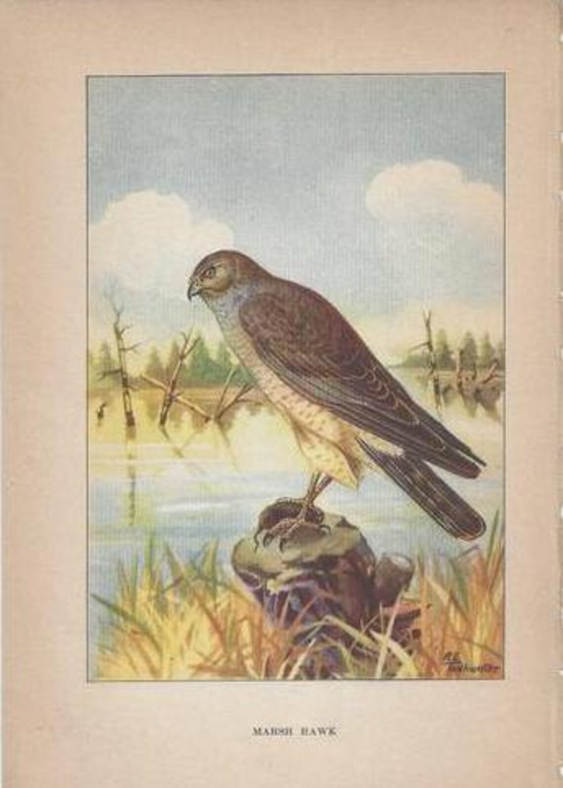 1930's Vintage 2 Sided Illustration of Sharp Shinned Hawk | Etsy
