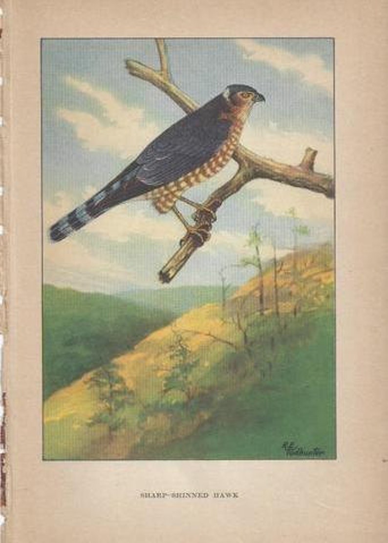 1930's Vintage 2 Sided Illustration of Sharp Shinned Hawk - Etsy