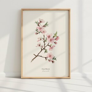 Pink Cherry Blossom Botanical Matte Poster | Vintage Art | Floral Wall ...