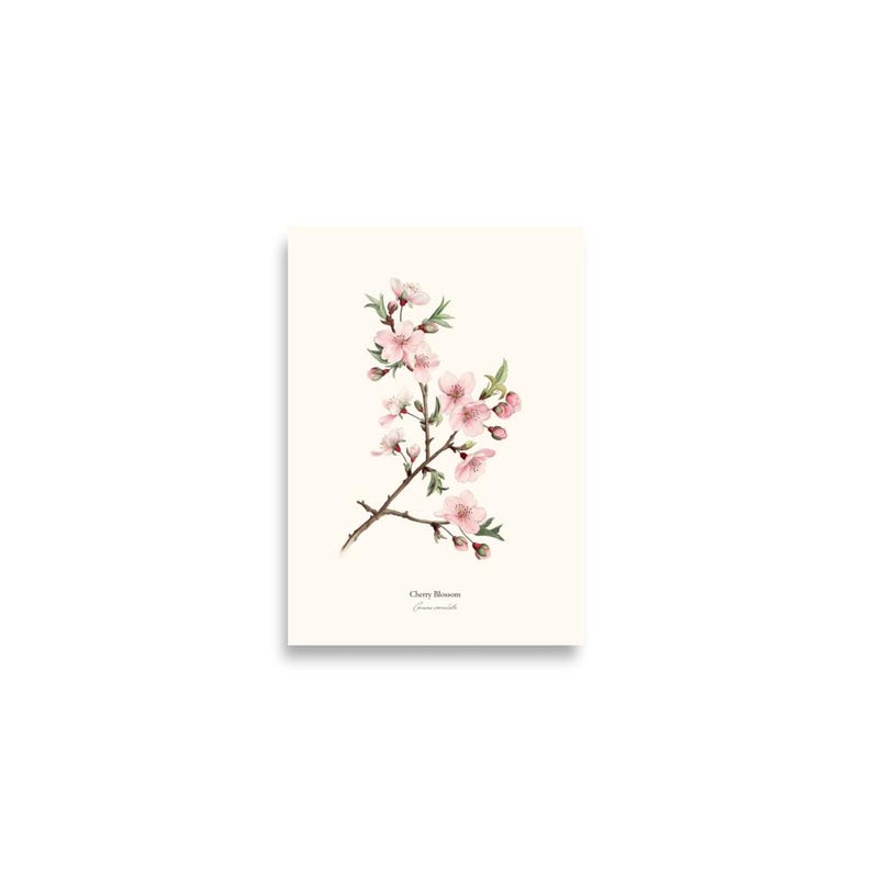 Pink Cherry Blossom Botanical Matte Poster | Vintage Art | Floral Wall ...
