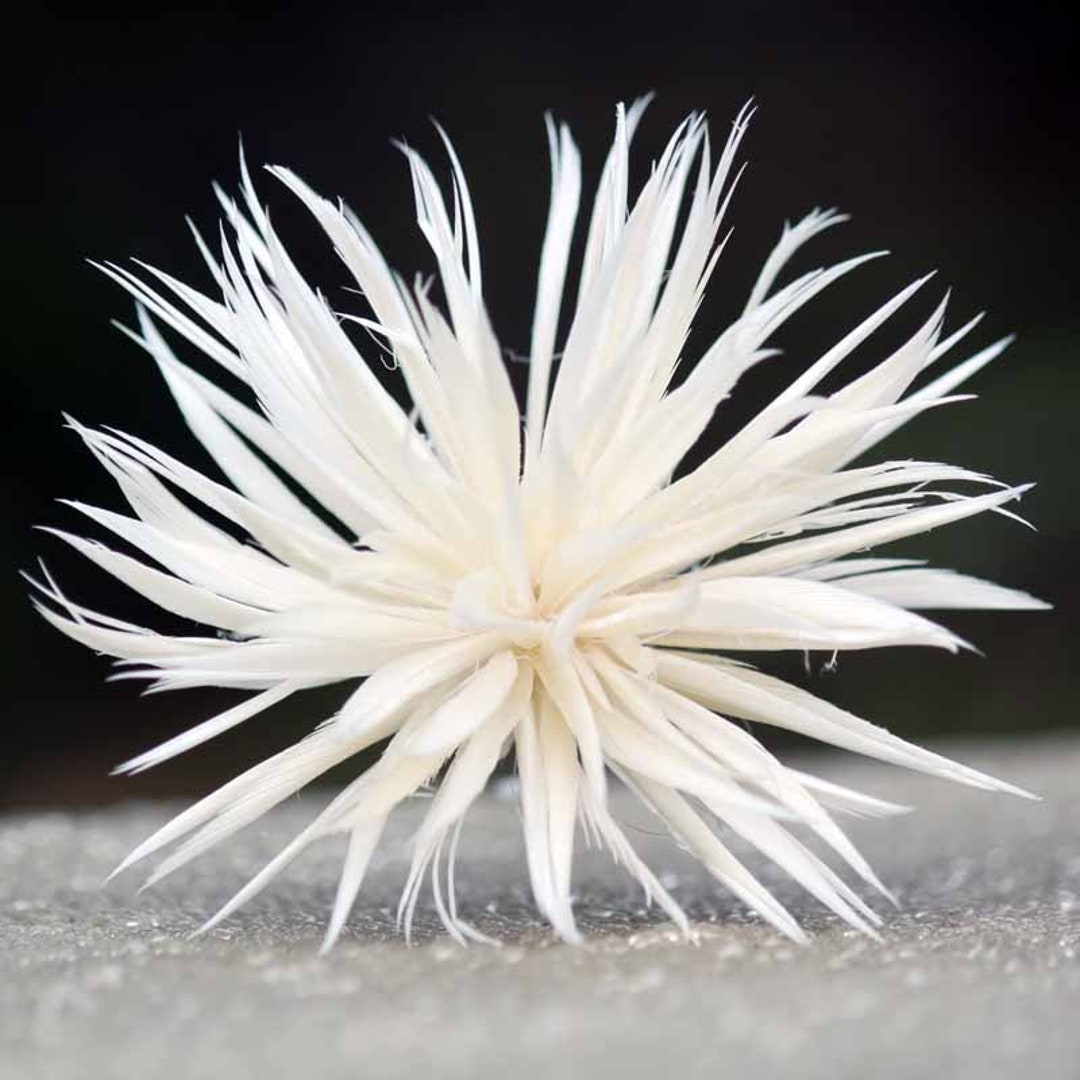 Feather Flower Mount • Feather Firework • Ivory Feather Pick ...