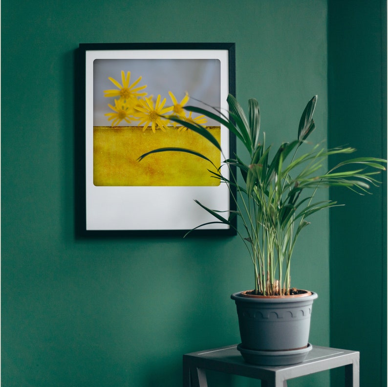 Gold Yellow Dandelion Flowers Photography Botanical Fine Art - Etsy