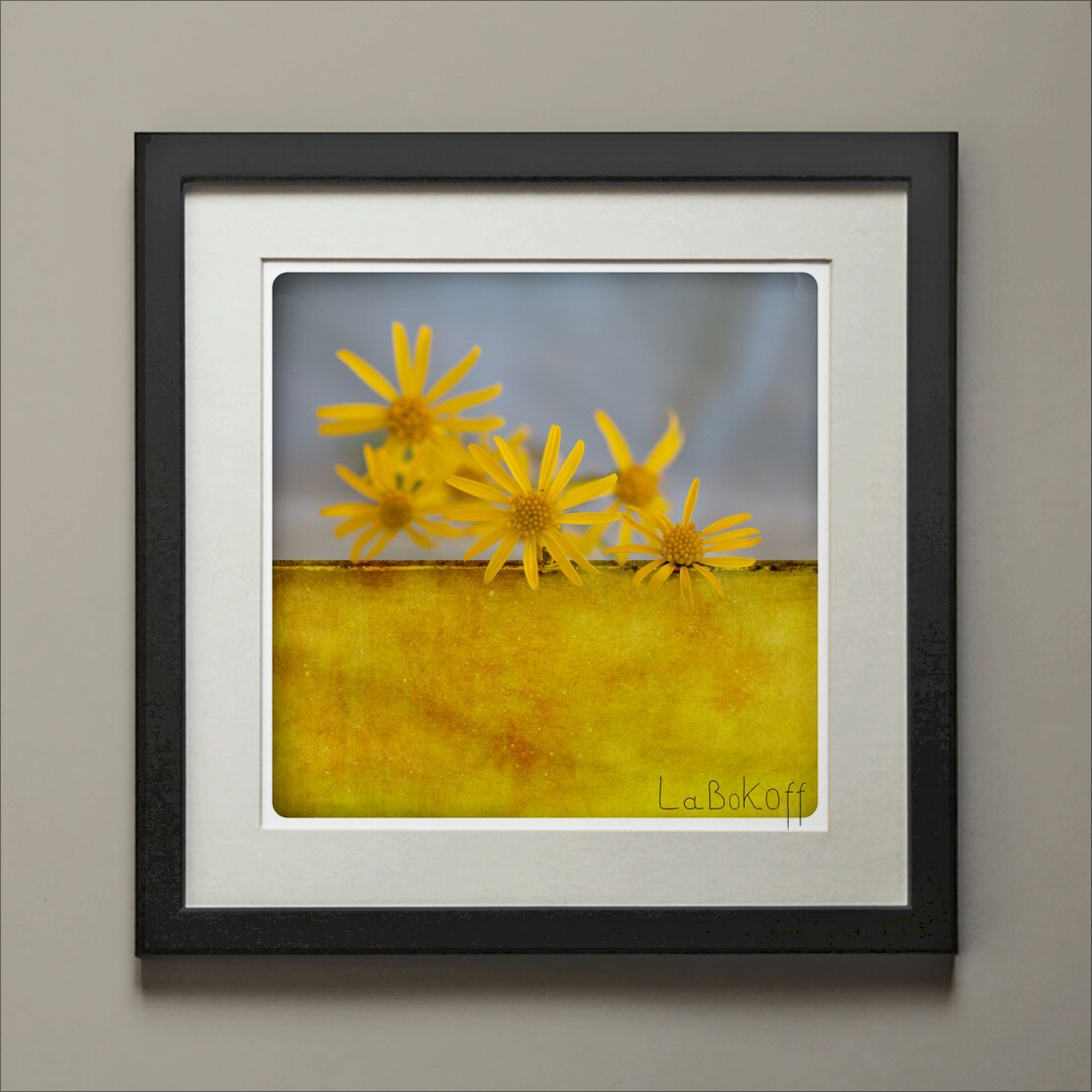 Gold Yellow Dandelion Flowers Photography Botanical Fine Art Print Wall ...
