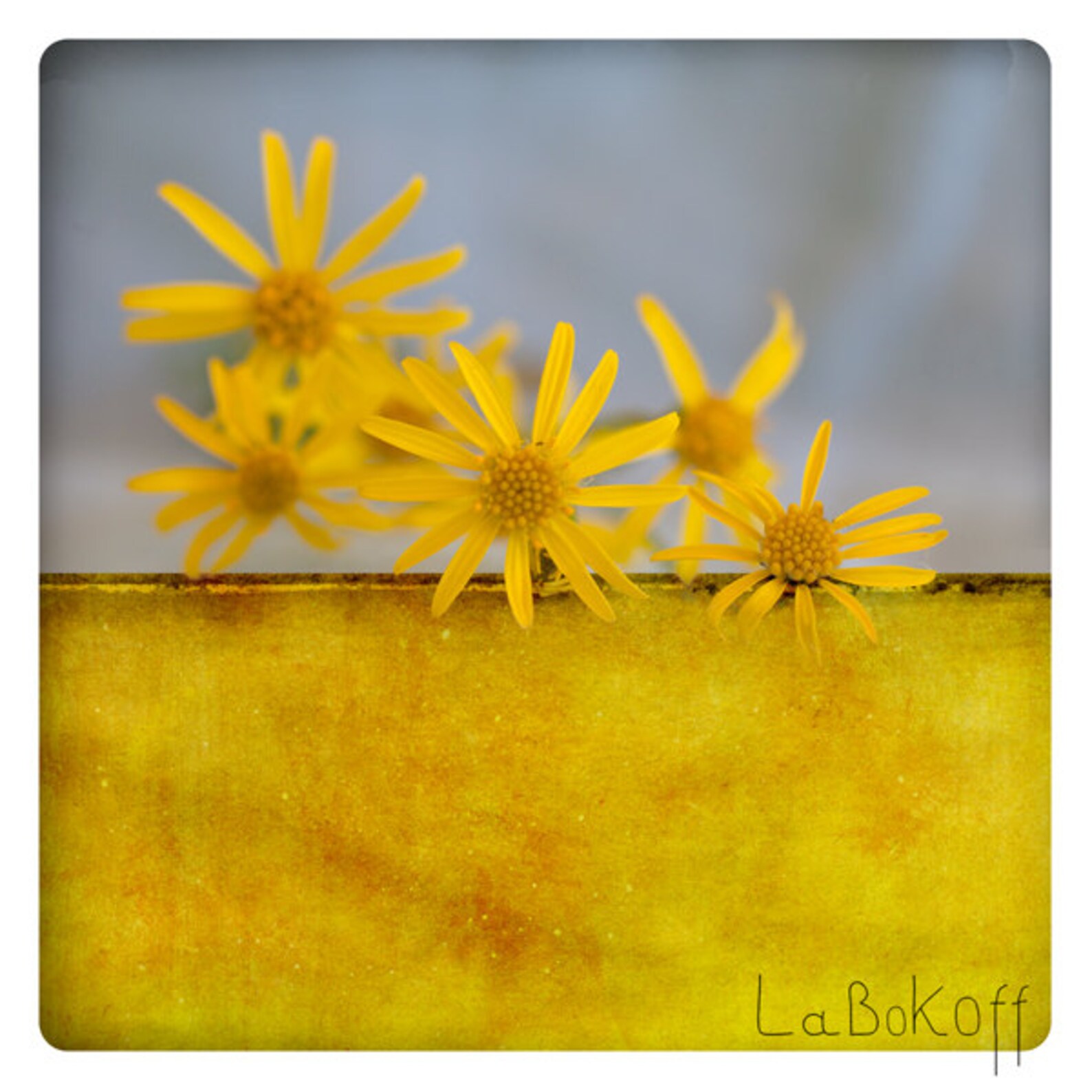 Gold Yellow Dandelion Flowers Photography Botanical Fine Art - Etsy