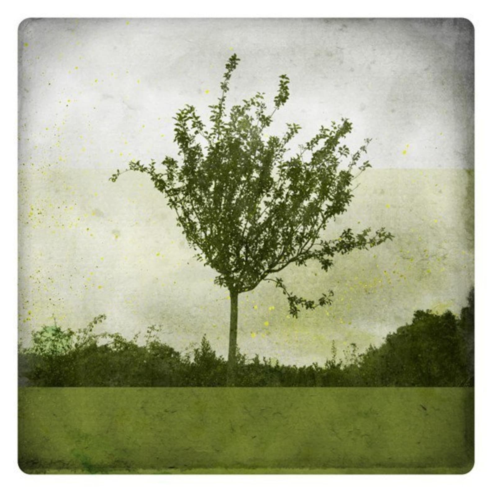 Nature photography Apple tree in the country Green fine art | Etsy