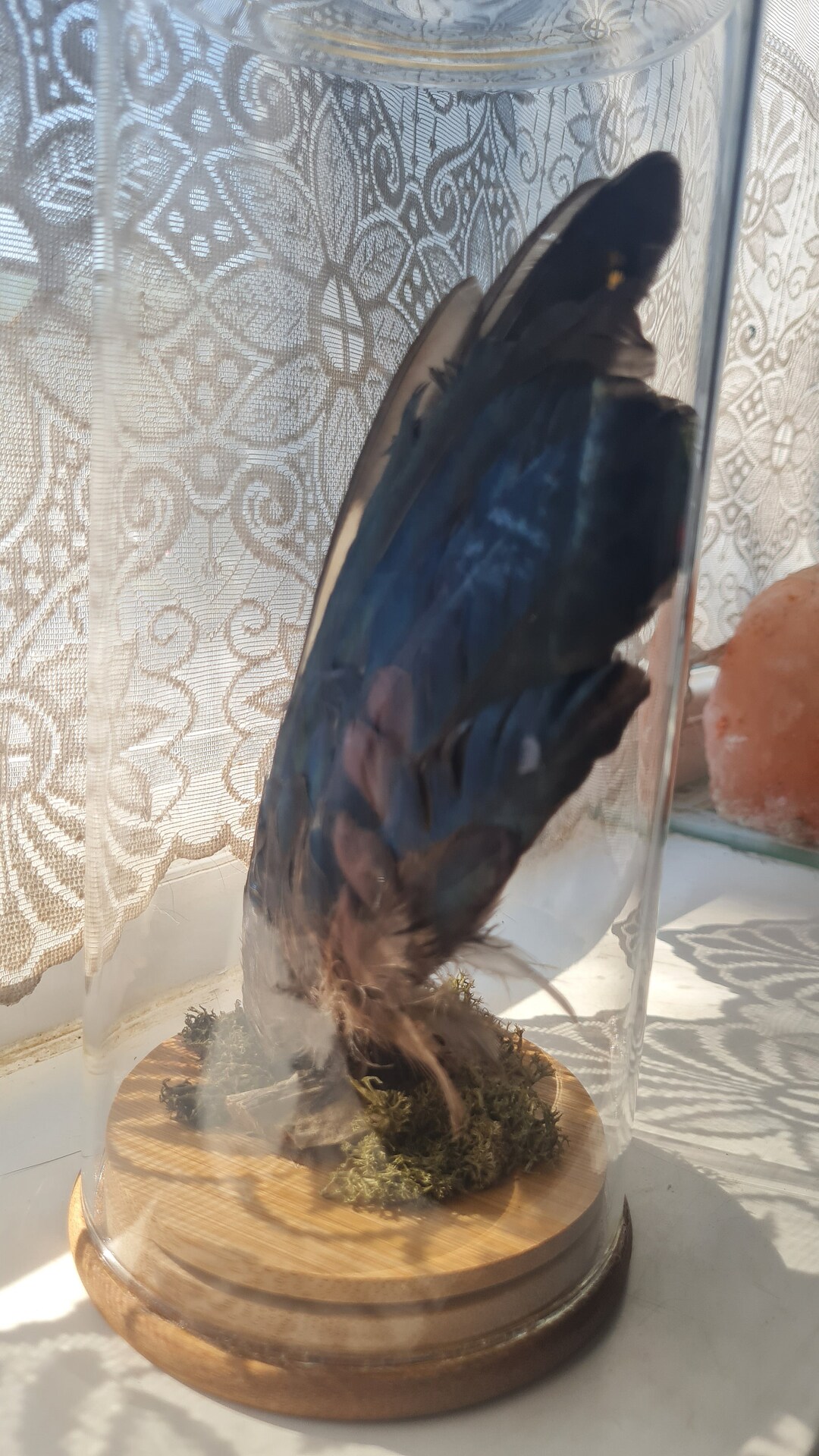 Magpie Wing Taxidermy Display - Etsy