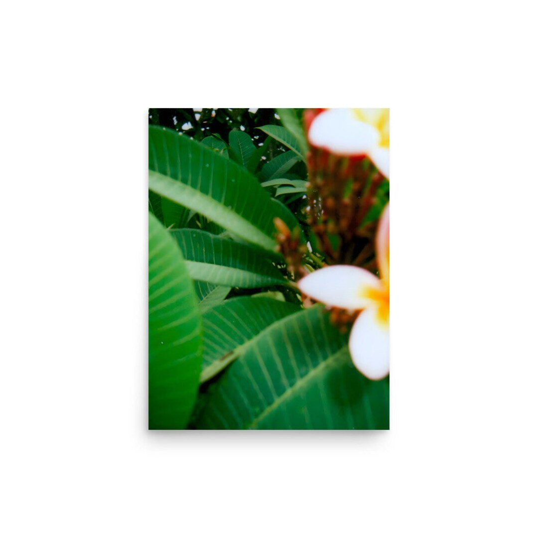 Flowers Africa Photography DIGITAL - Travel Photography, Green, Pink ...