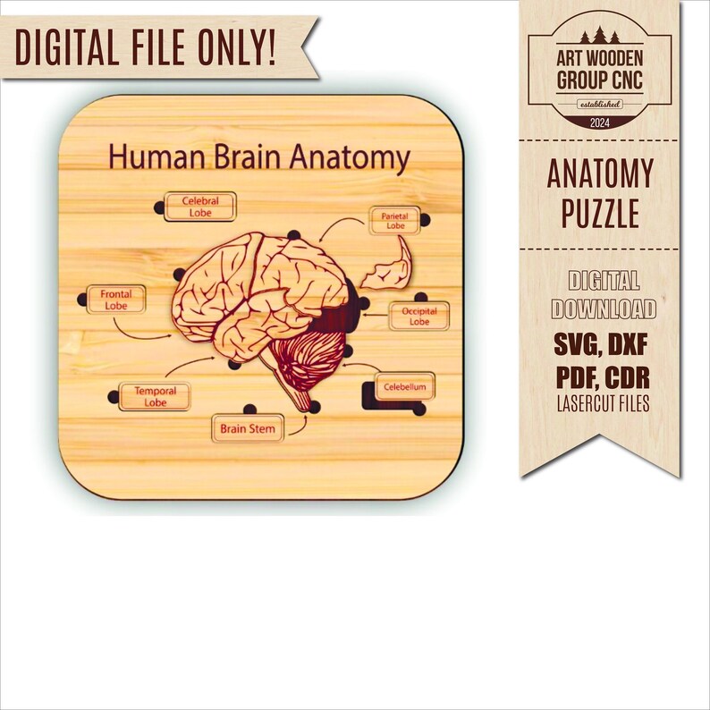 Laser Cut Puzzle, Laser Cut Files, Woodworking Plans, Anatomy Puzzle ...