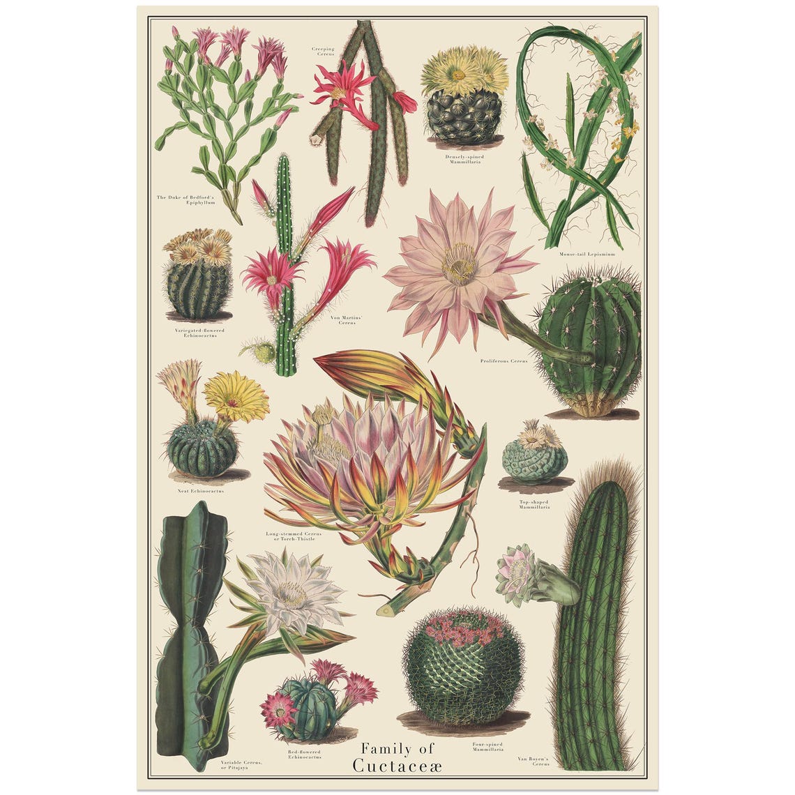 Vintage-style Cactus Poster, Botanical Cacti Identification Chart ...