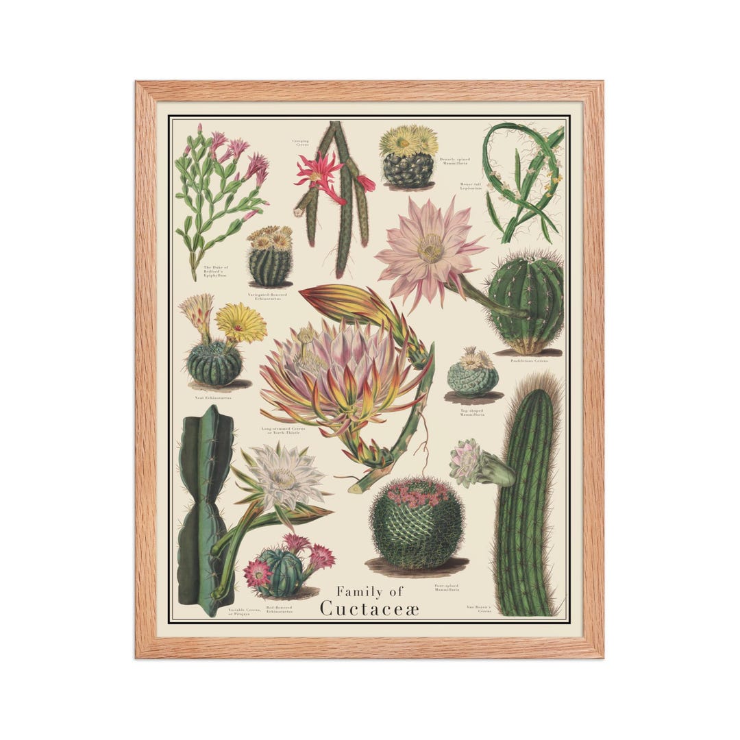Vintage-style Framed Cactus Poster, Framed Print of Cacti ...
