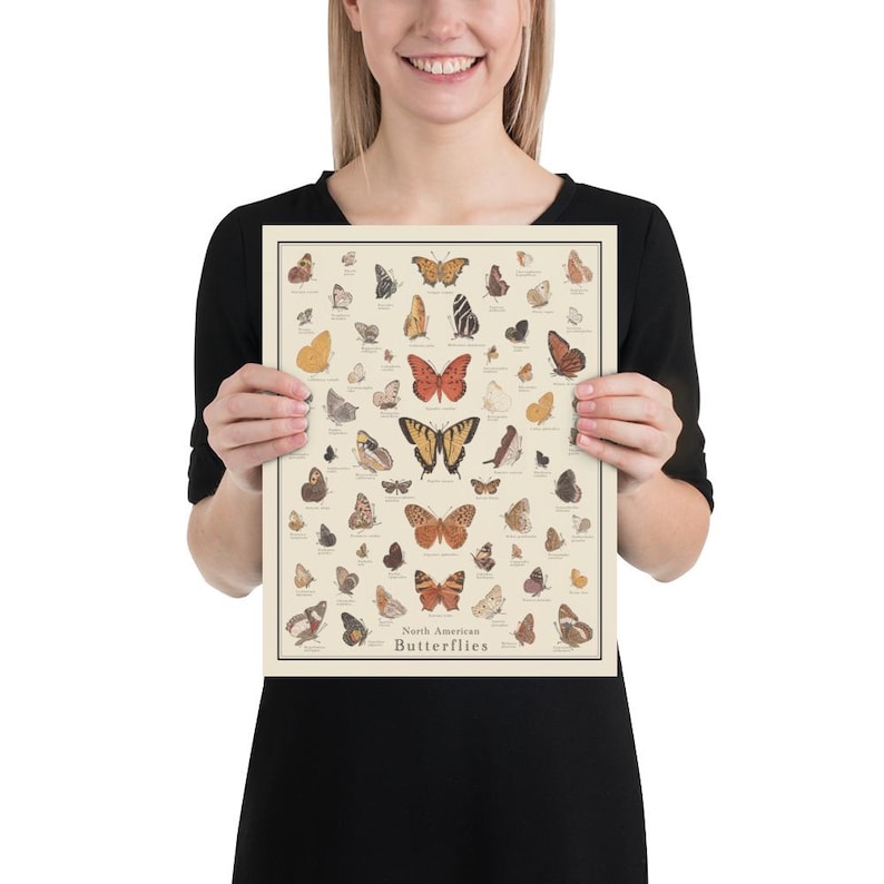 North American Butterflies Antique-style Poster, Butterfly ...