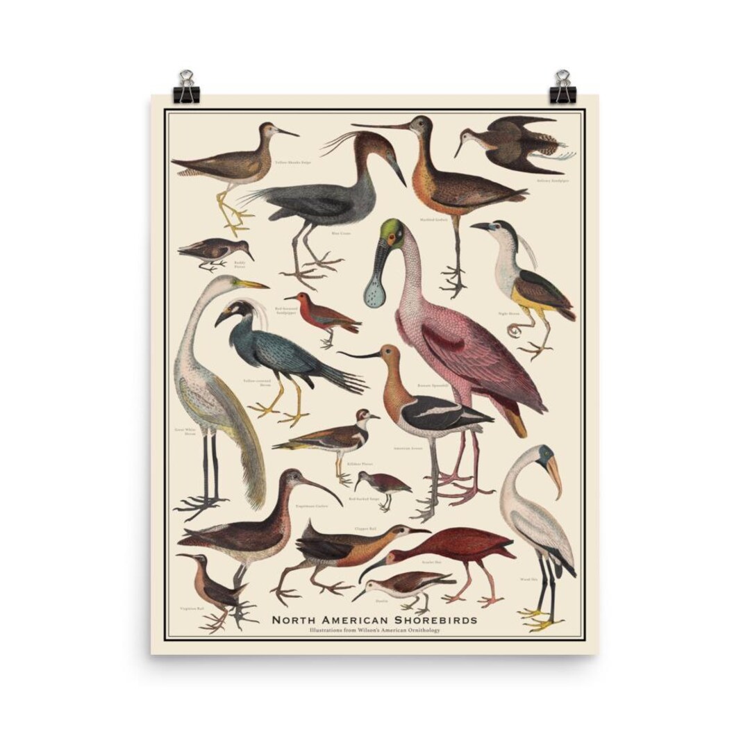 North American Shorebirds No. 2 Vintage-style 16x20 Bird Identification ...