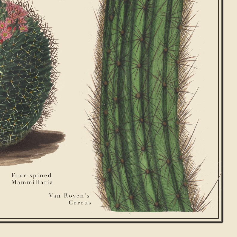 Cactus Antique-style Poster, Cacti Identification Chart, Curtis ...