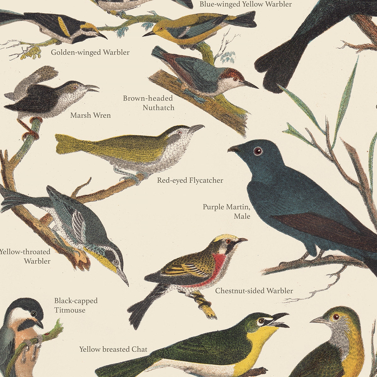 North American Birds Antique-style Poster, Bird Identification ...