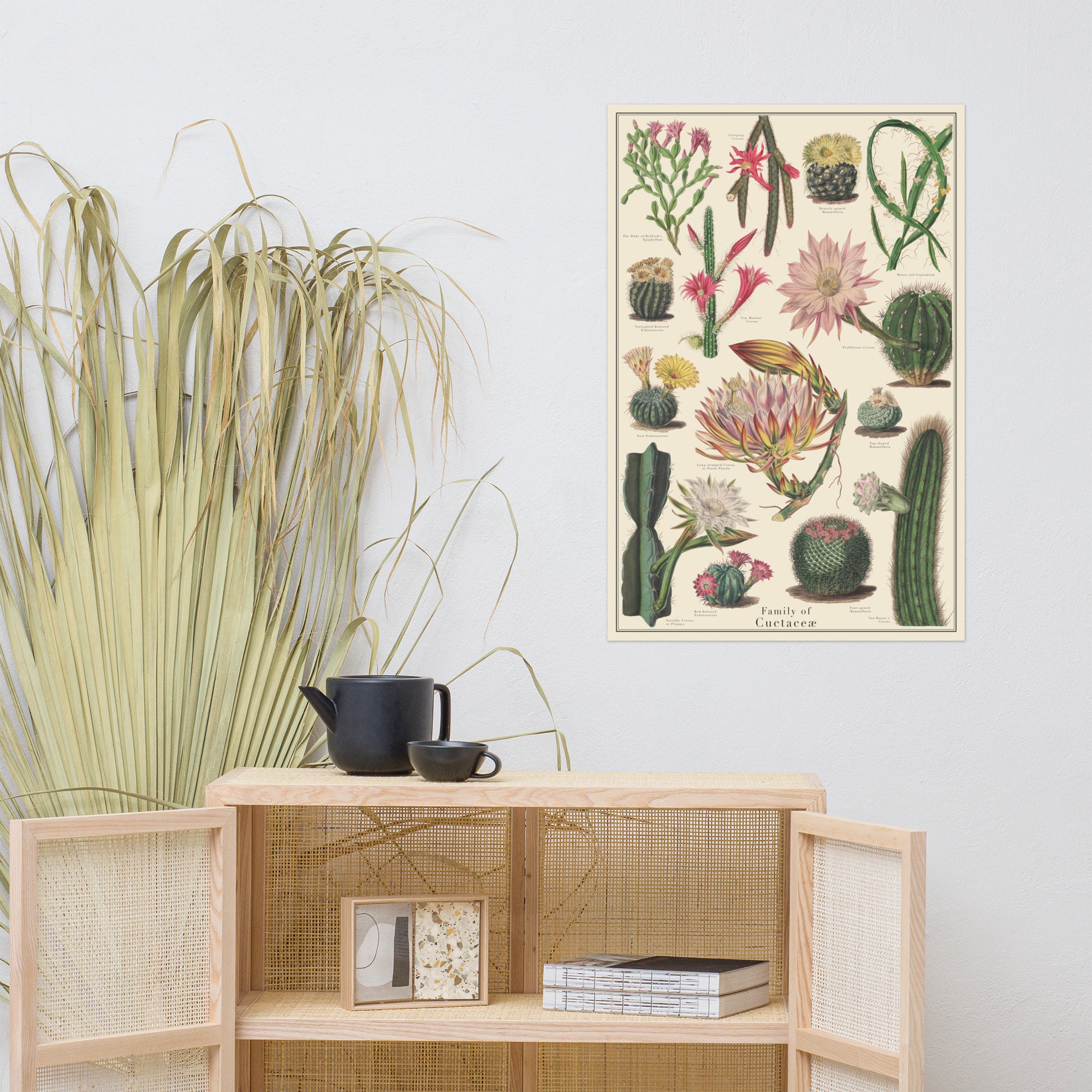 Cactus Antique-style Poster, Cacti Identification Chart, Curtis ...