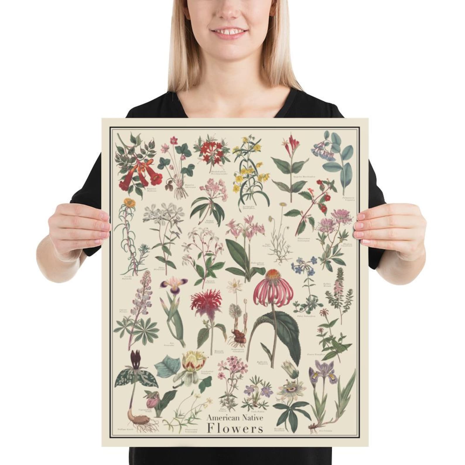 American Native Flowers Antique-style Poster, Flower Identification ...