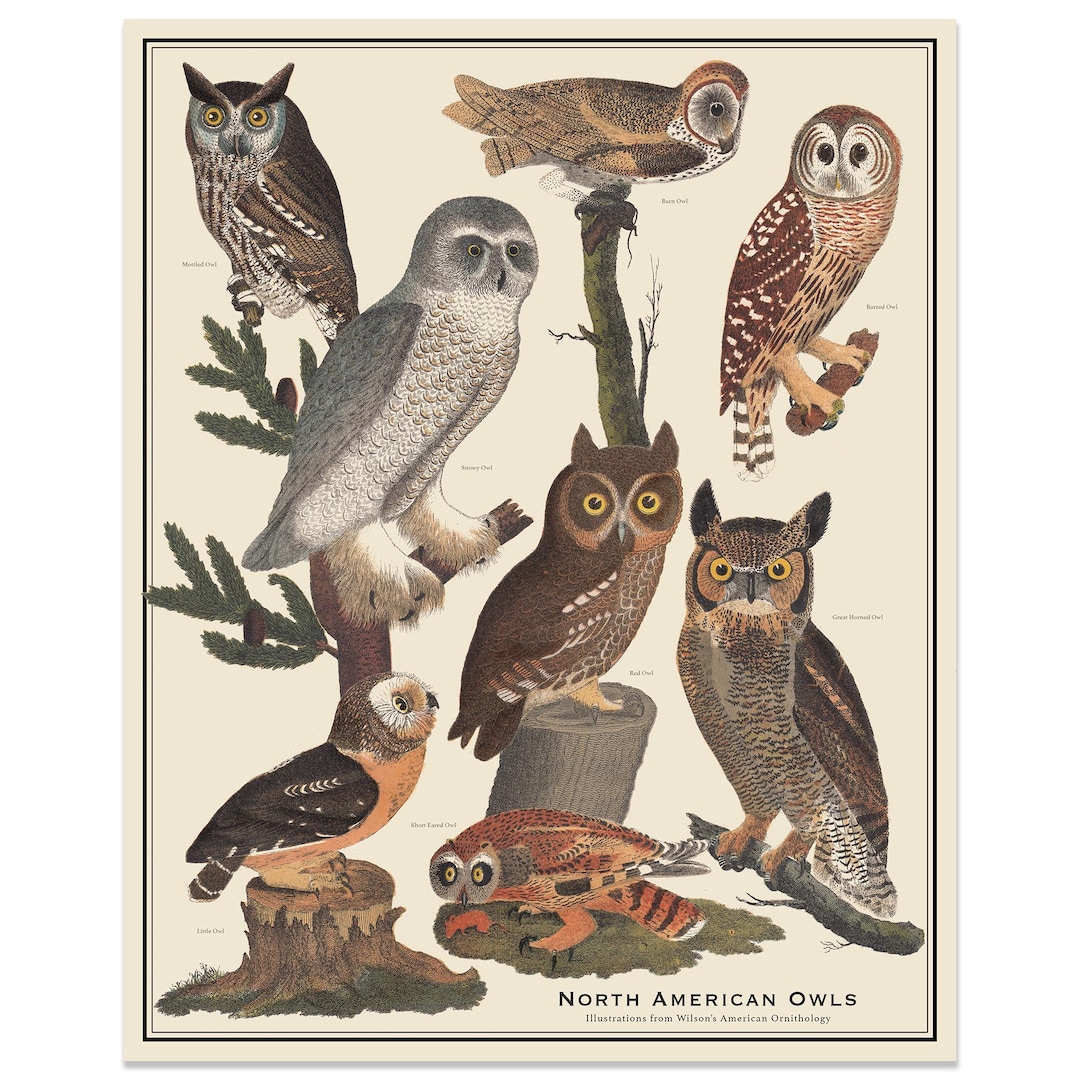 North American Owls Bird Identification Poster Vintage-style Poster ...