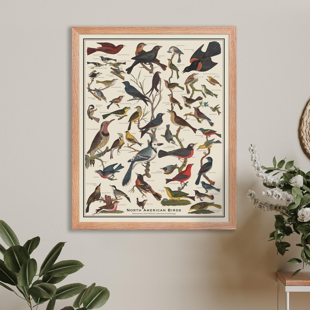 Songbirds Framed Vintage-style Bird Identification Colorful Scientific ...
