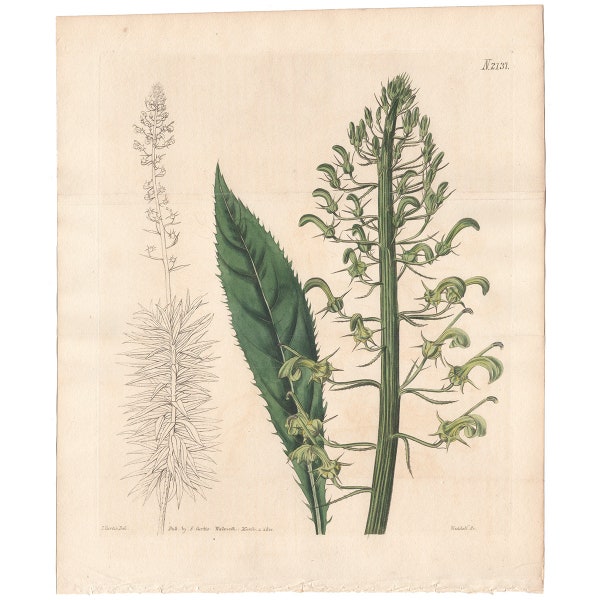 Botanical Book Plate - Etsy