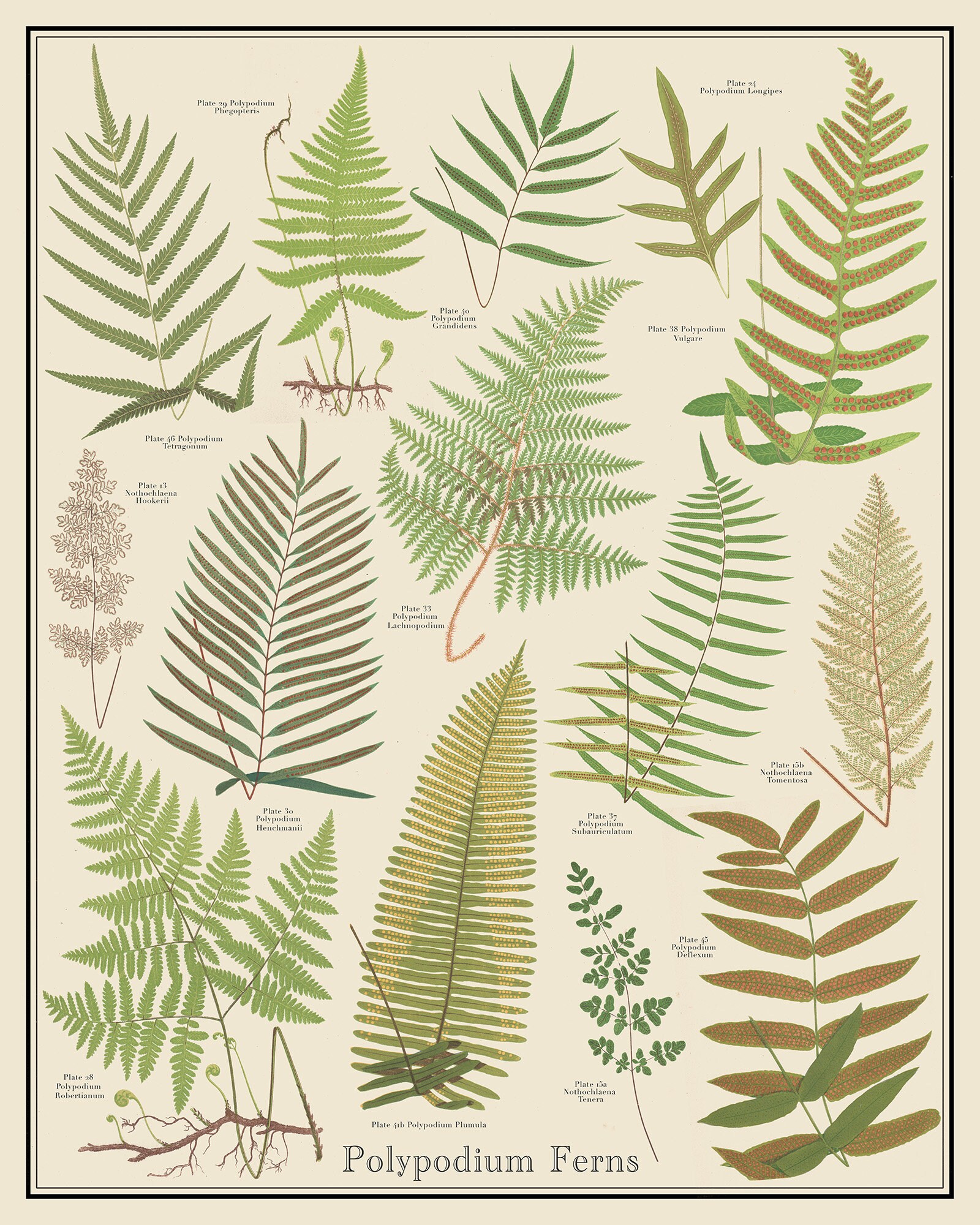 Polypodium Ferns Vintage-style Plant Identification Poster, 16 X 20 Botanical Chart Poster ...